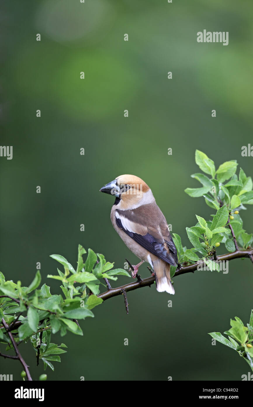 Hawfinch, Coccothraustes coccothraustes, male Stock Photo - Alamy