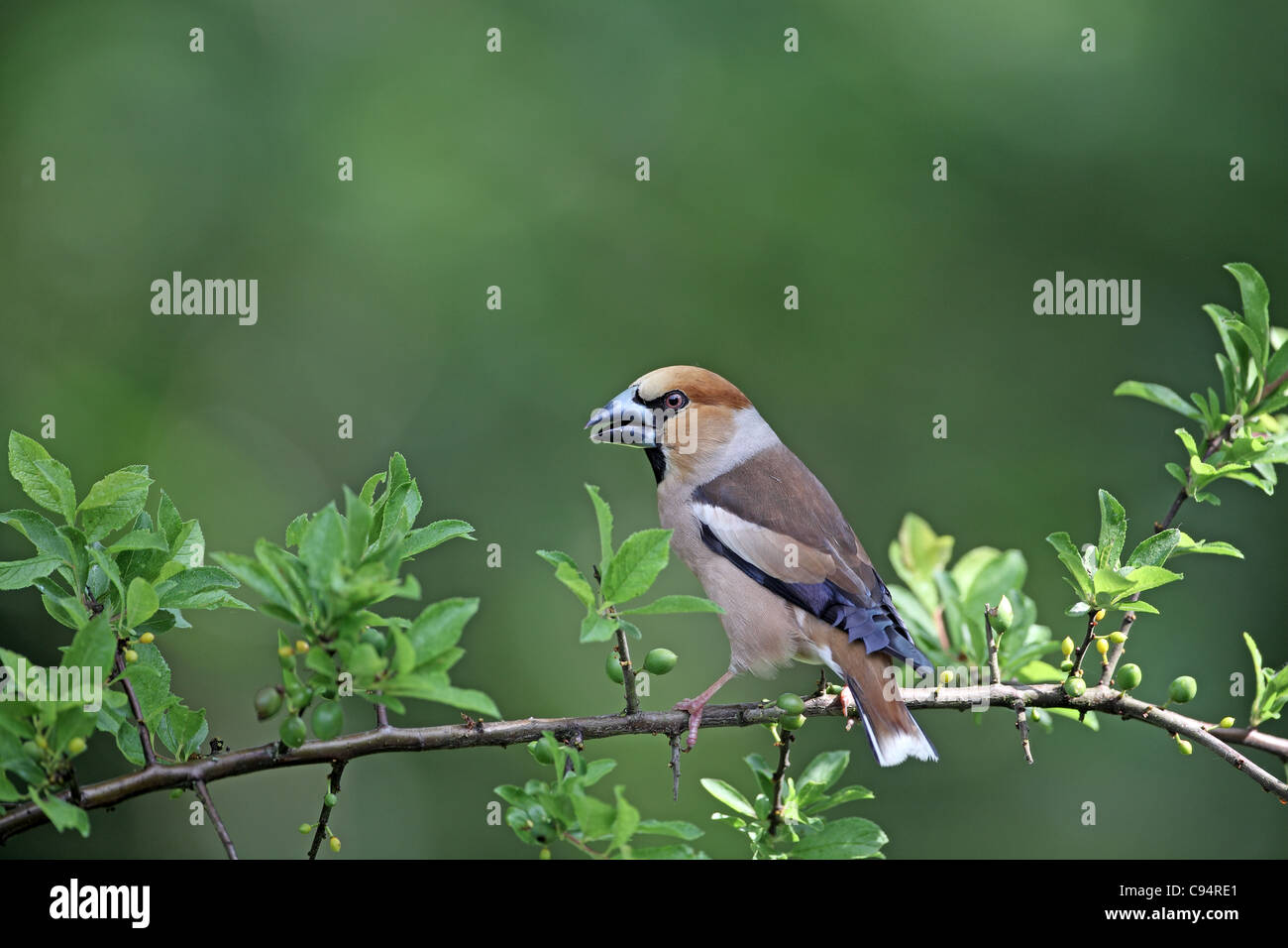 Hawfinch coccothraustes coccothraustes hi-res stock photography and ...