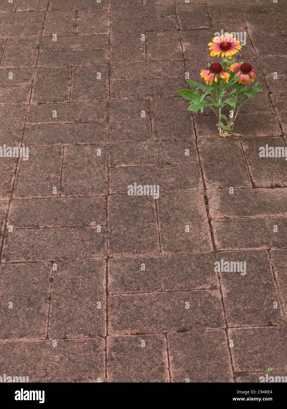 Road stone window road hi-res stock photography and images - Alamy