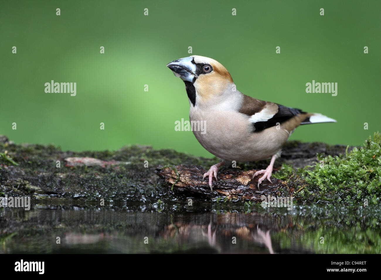 Hawfinch, Coccothraustes coccothraustes, male bathing Stock Photo - Alamy