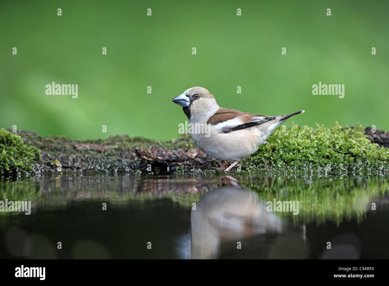 Hawfinch, Coccothraustes coccothraustes, female bathing Stock Photo - Alamy