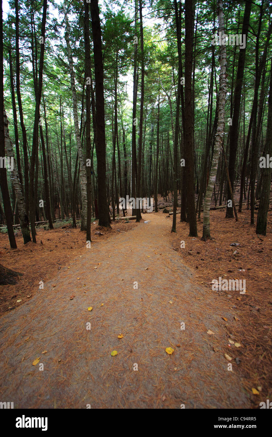 Walking Hiking Trail Through the Woods Surrounded by Tall Trees Stock ...