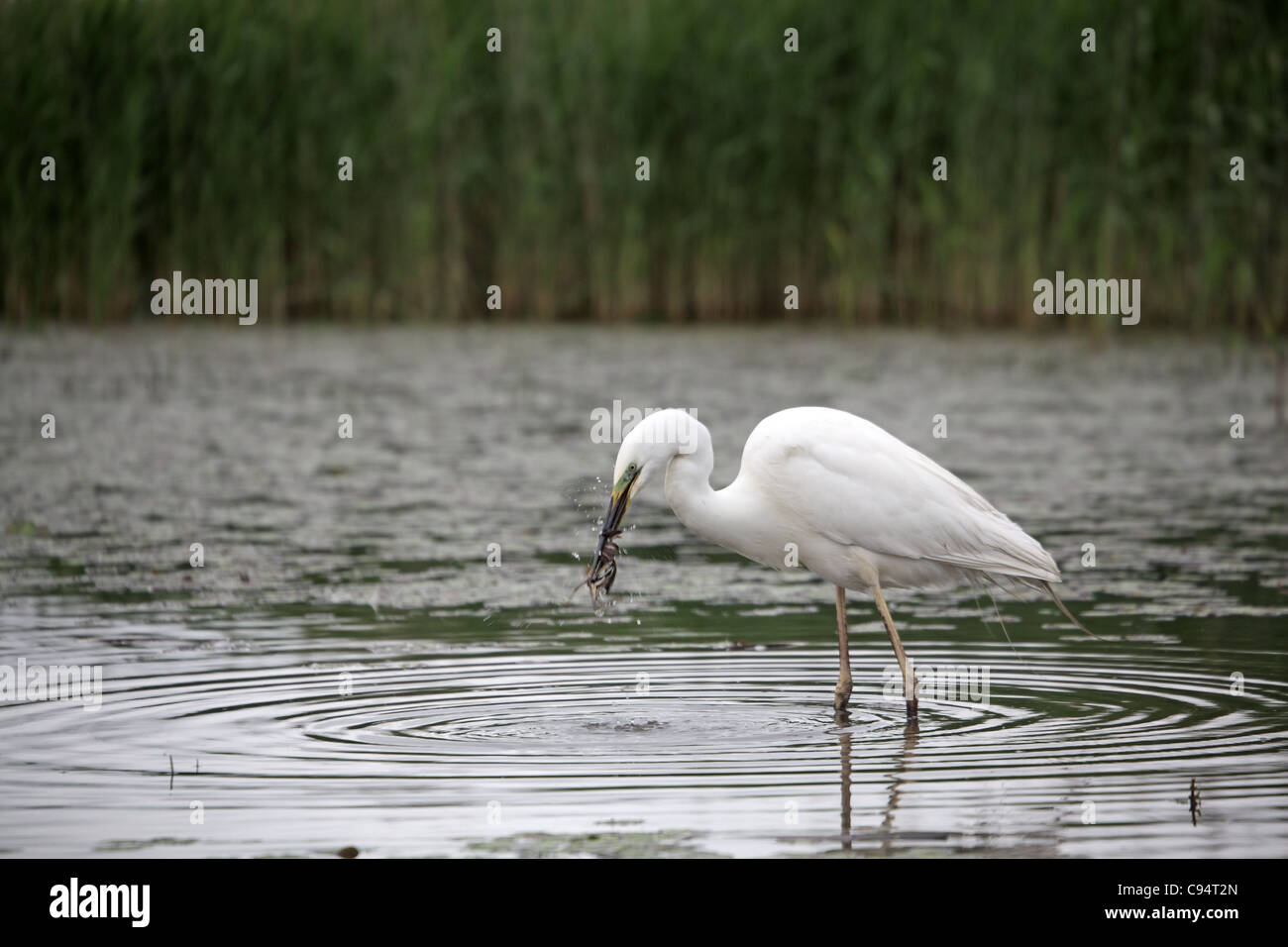 Great (White) Egret, Ardea alba, eating Reed Warbler Stock Photo - Alamy