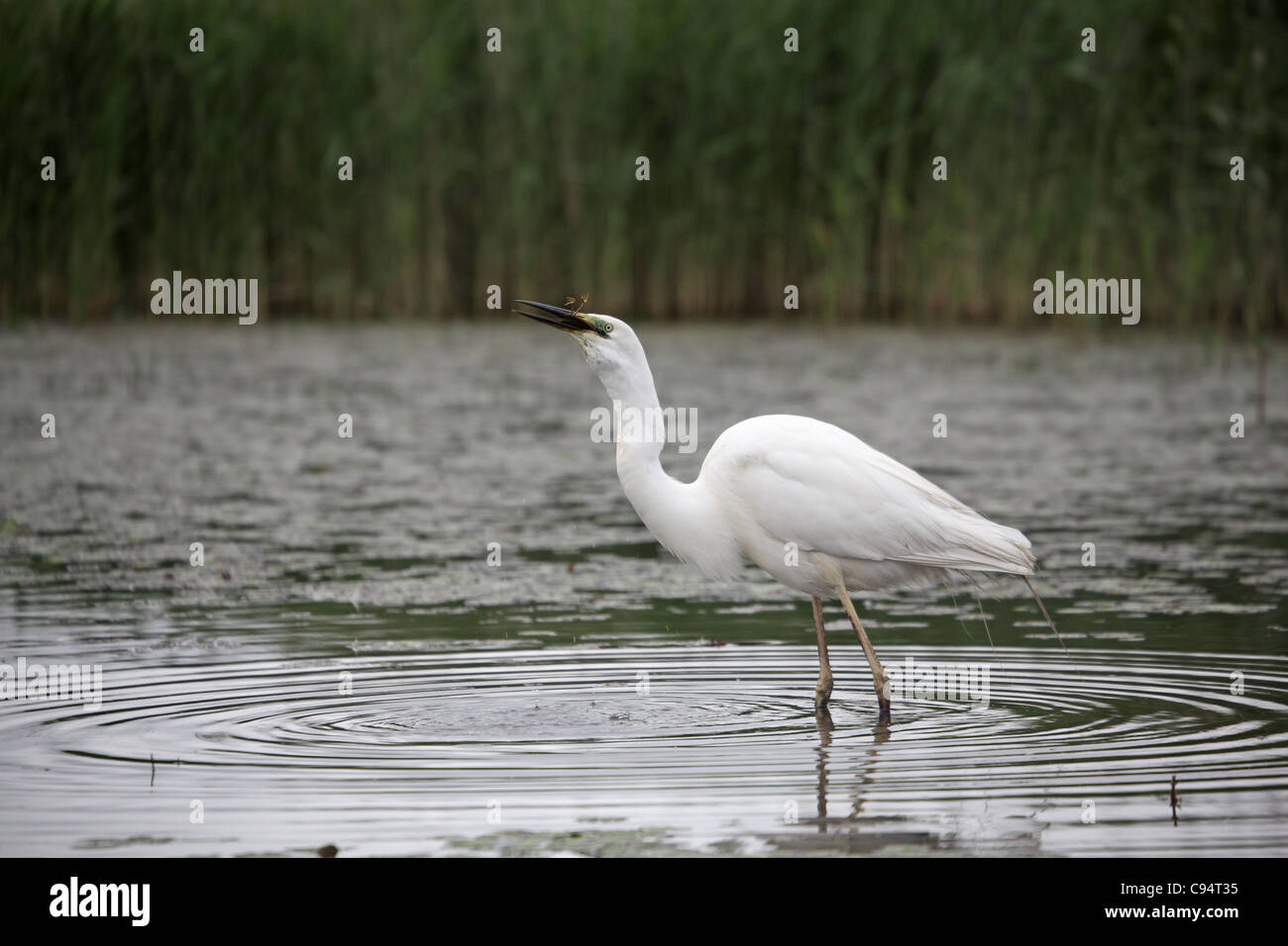 Great (White) Egret, Ardea alba, eating Reed Warbler Stock Photo - Alamy