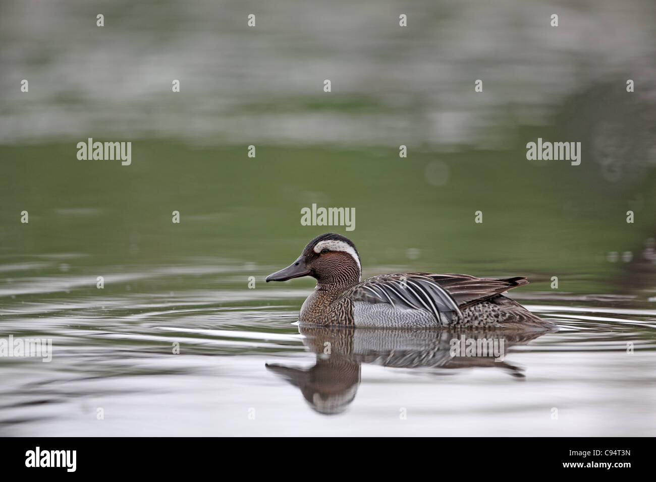 Garganey, Anas querquedula, drake Stock Photo - Alamy