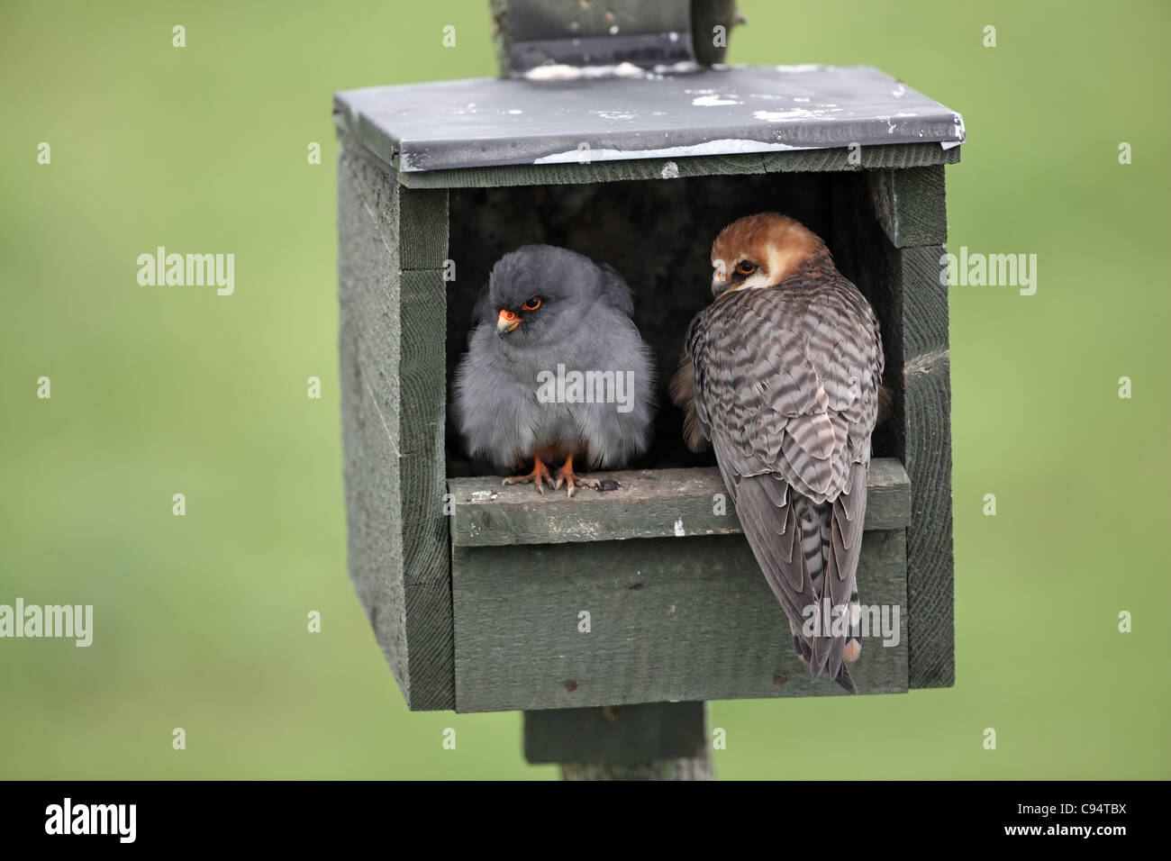 Red-footed Falcon, Falco vespertinus, pair at nest box Stock Photo - Alamy
