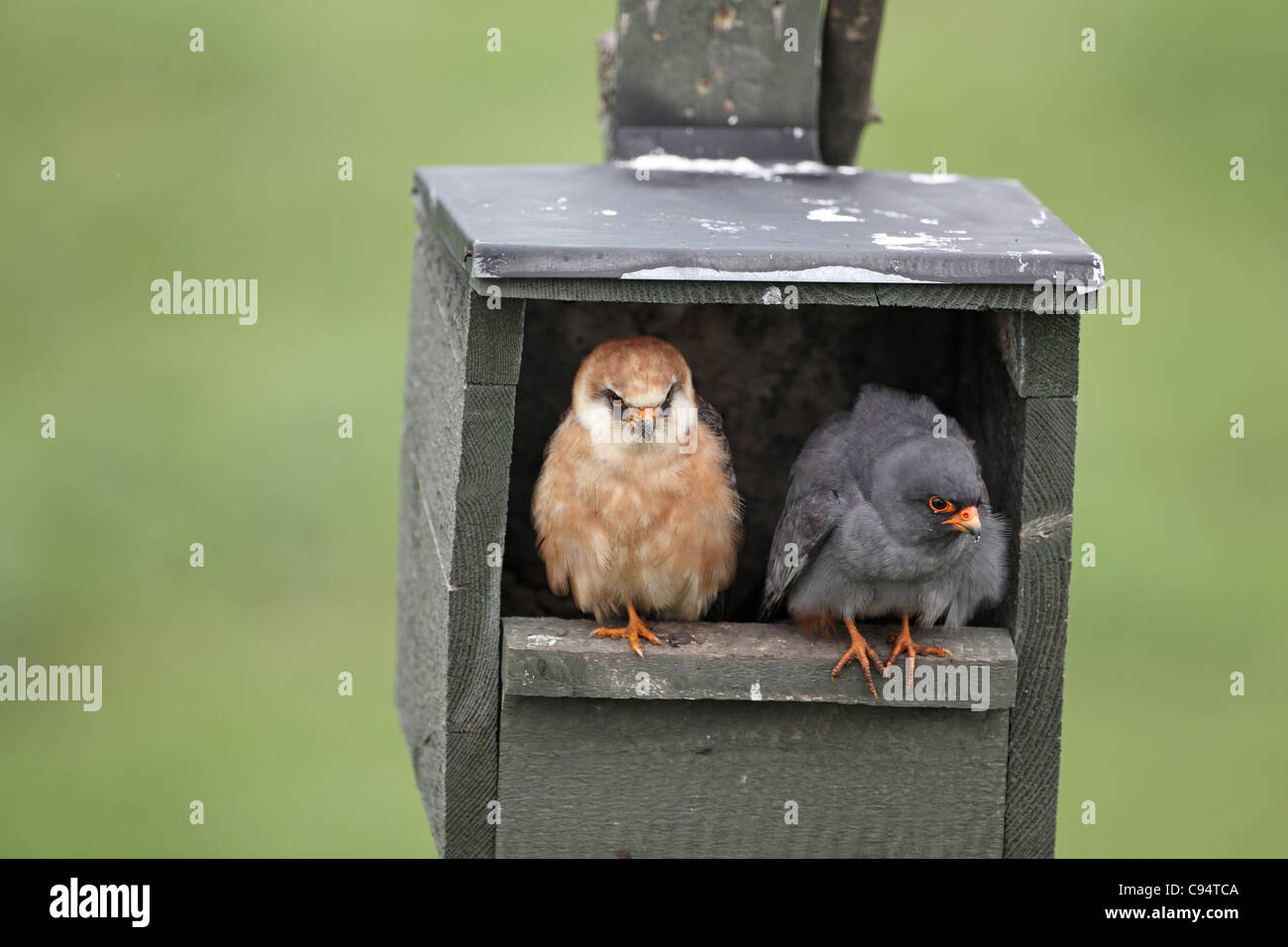 Red-footed Falcon, Falco vespertinus,pair at nest box Stock Photo - Alamy