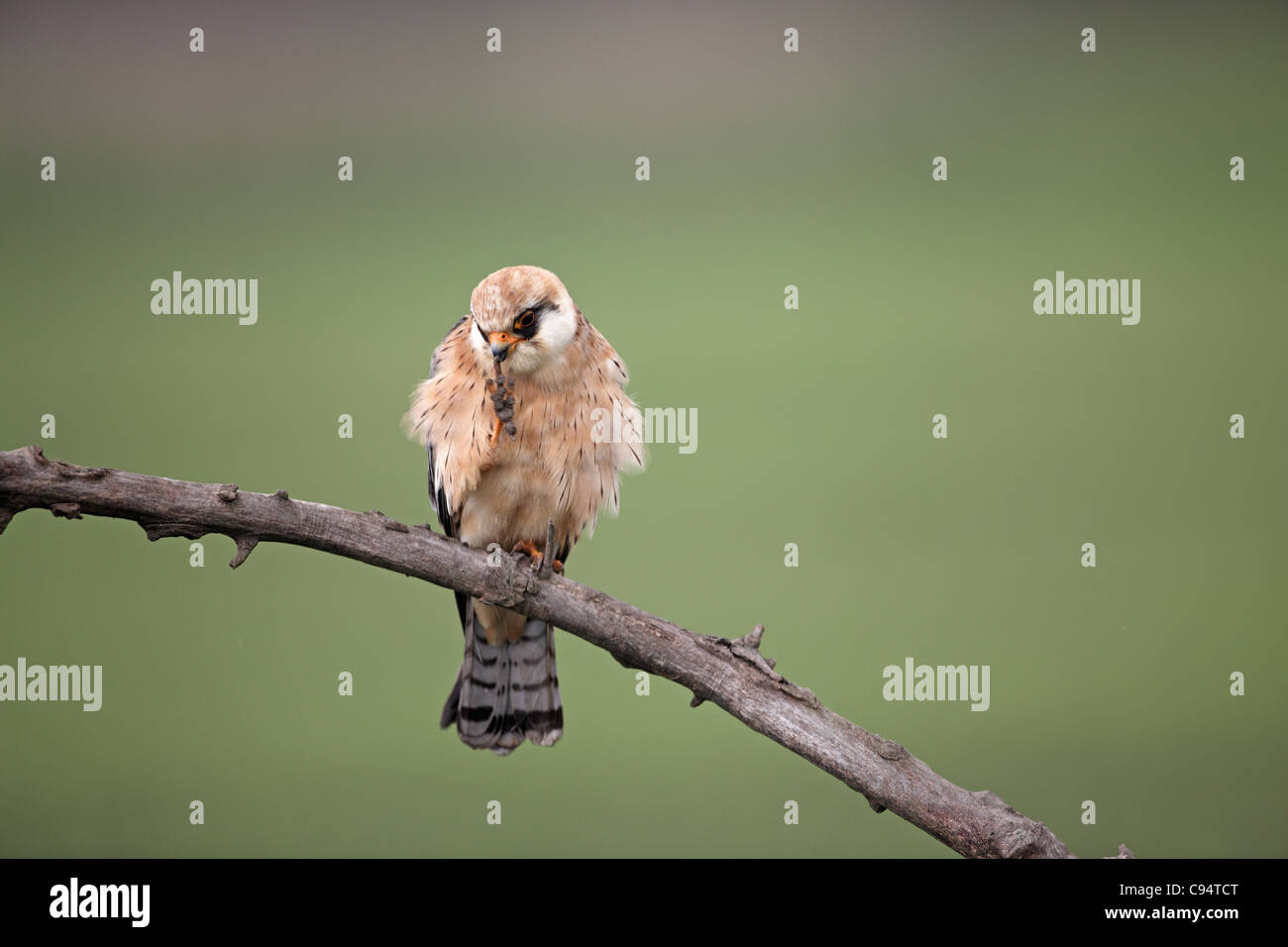 Red-footed Falcon, Falco vespertinus, female cleaning mud from its toes ...