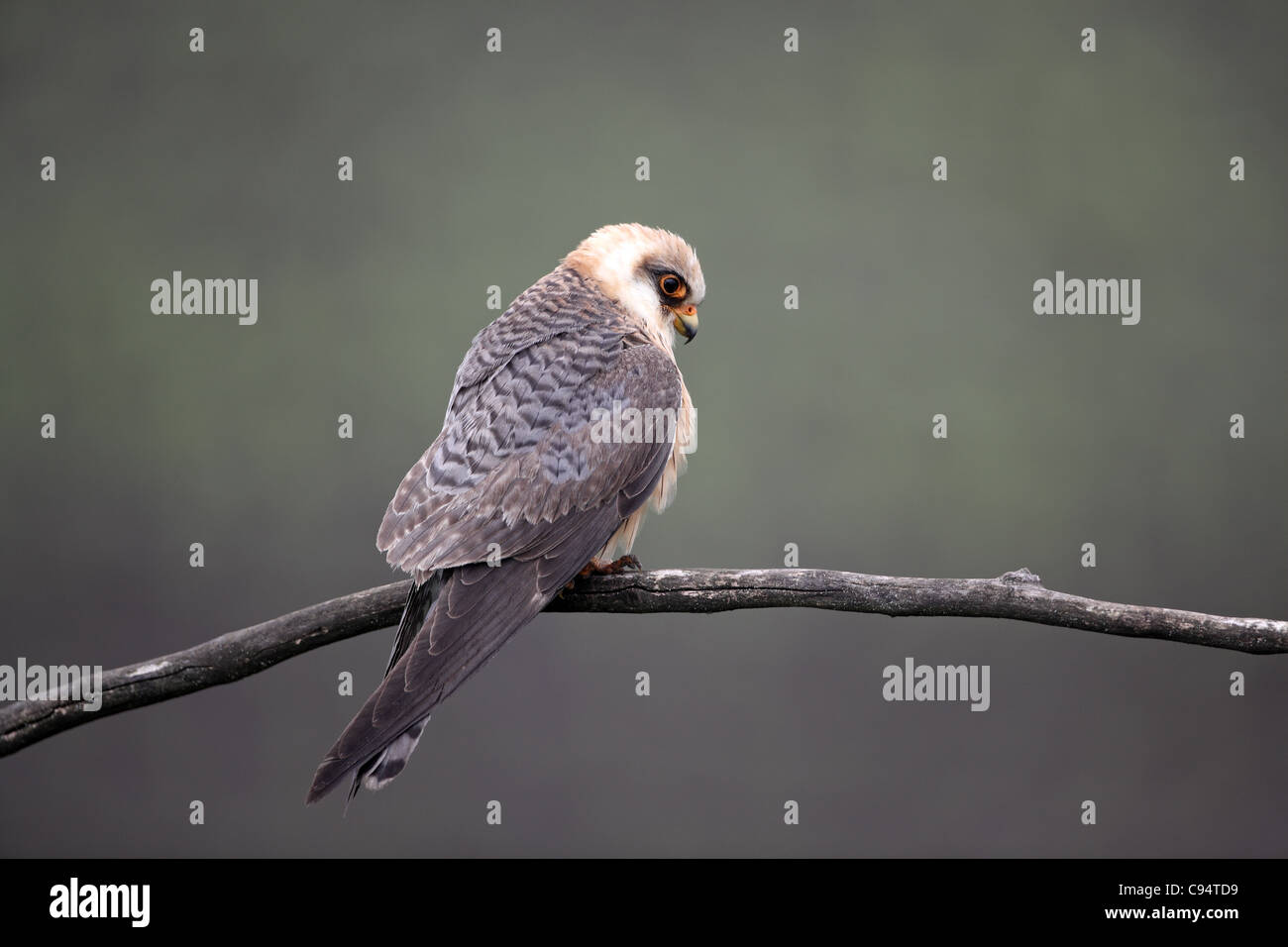 Falcon female hi-res stock photography and images - Alamy