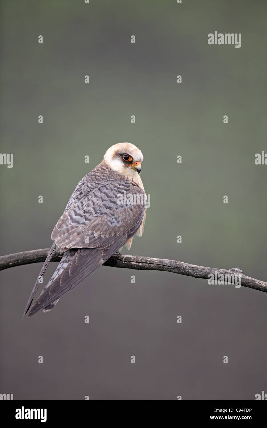 Red-footed Falcon, Falco vespertinus, female Stock Photo - Alamy