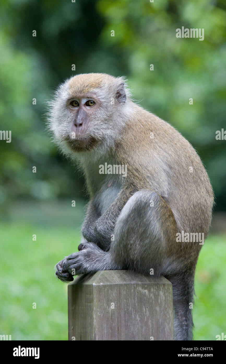 Bukit Timah Nature Reserve - resident monkeys Stock Photo - Alamy