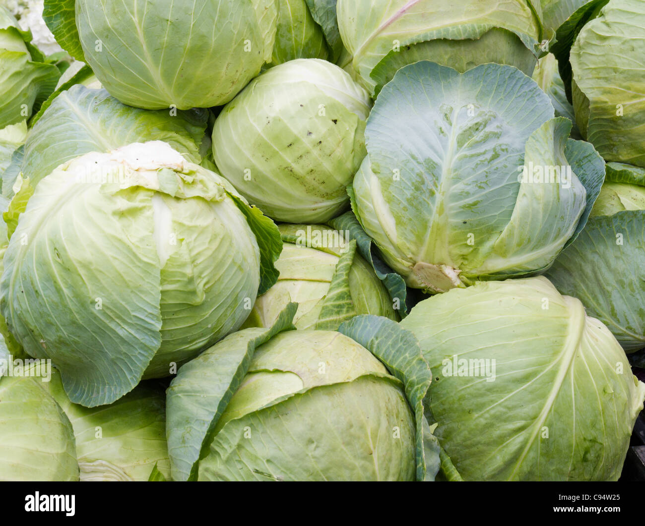 Freshly picked green cabbages on display at the farmers market Stock ...