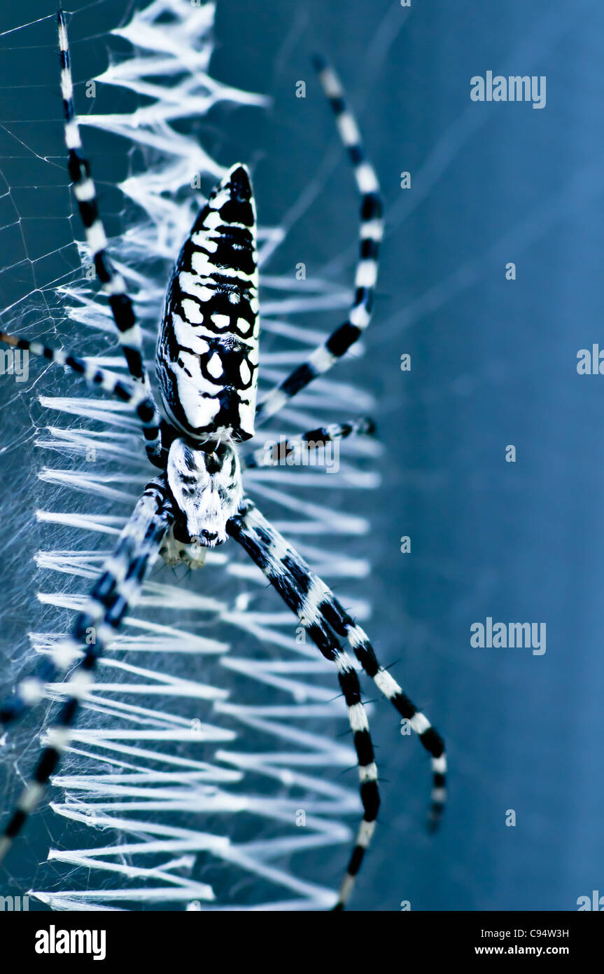 Close up white spider hi-res stock photography and images - Alamy