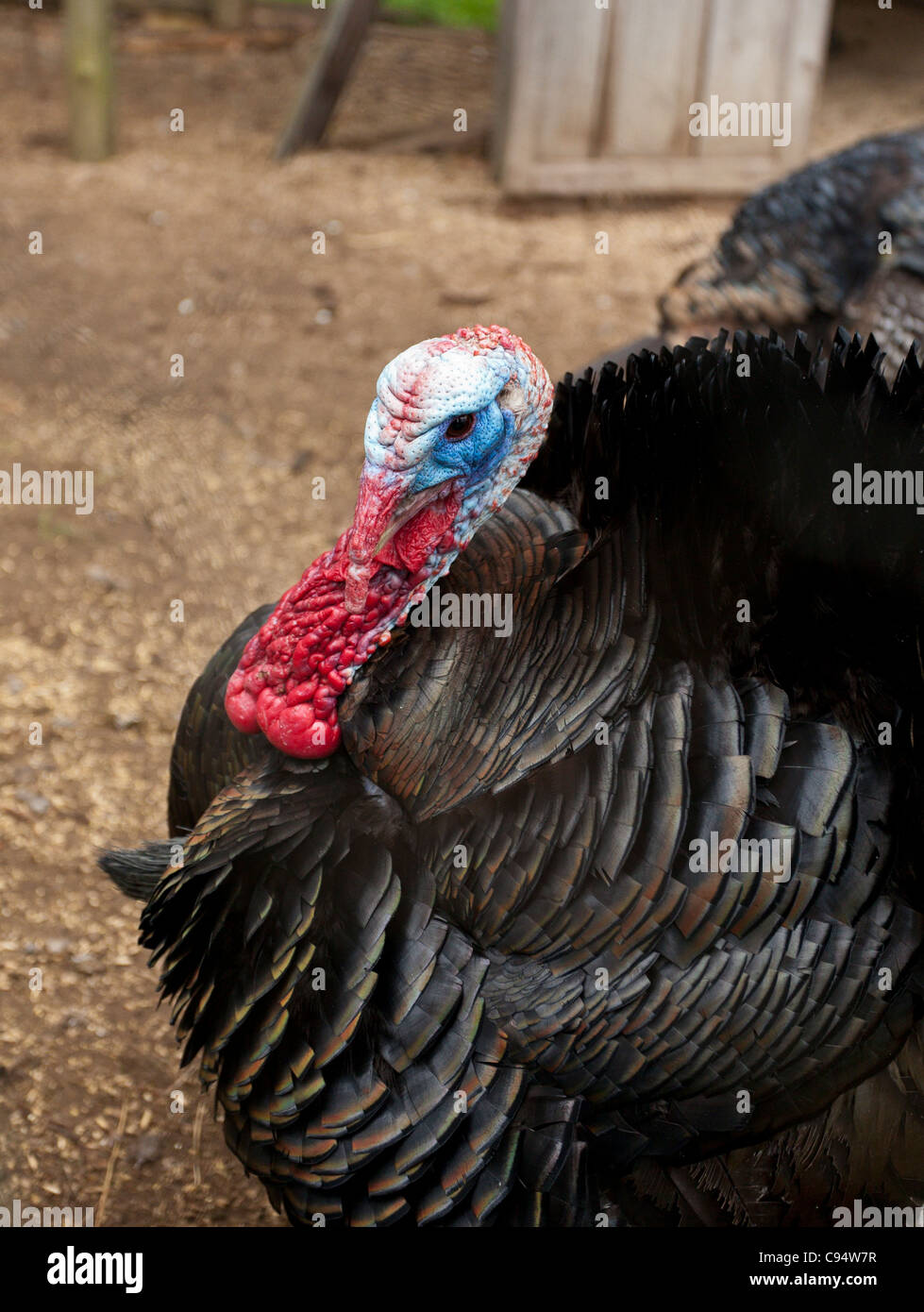 Puffed Turkey Display. An heritage black turkey with blue and red head ...