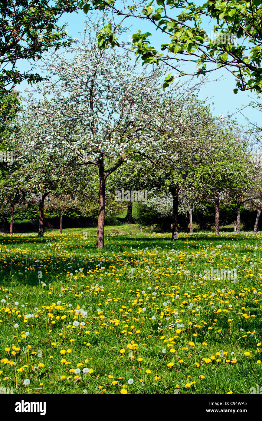 Springtime in the French countryside,Lower Normandy, France, Europe ...