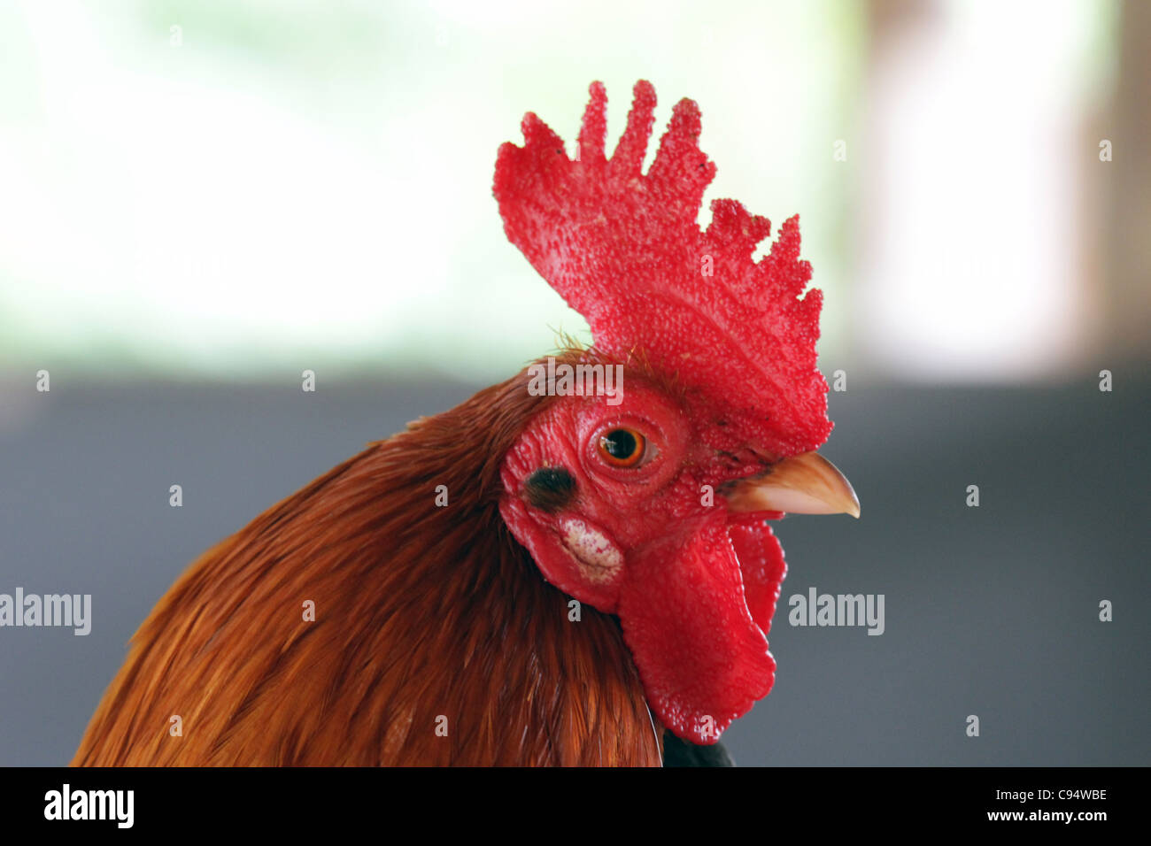 Rhode island red rooster hi-res stock photography and images - Alamy