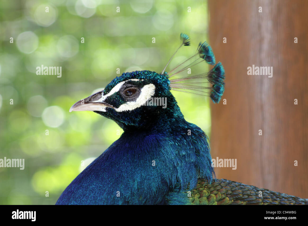 Bird peacock hi-res stock photography and images - Alamy
