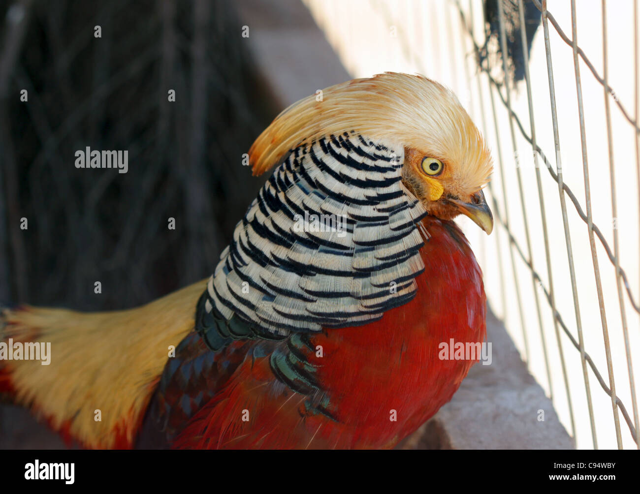 Chrysolophus pictus hi-res stock photography and images - Alamy