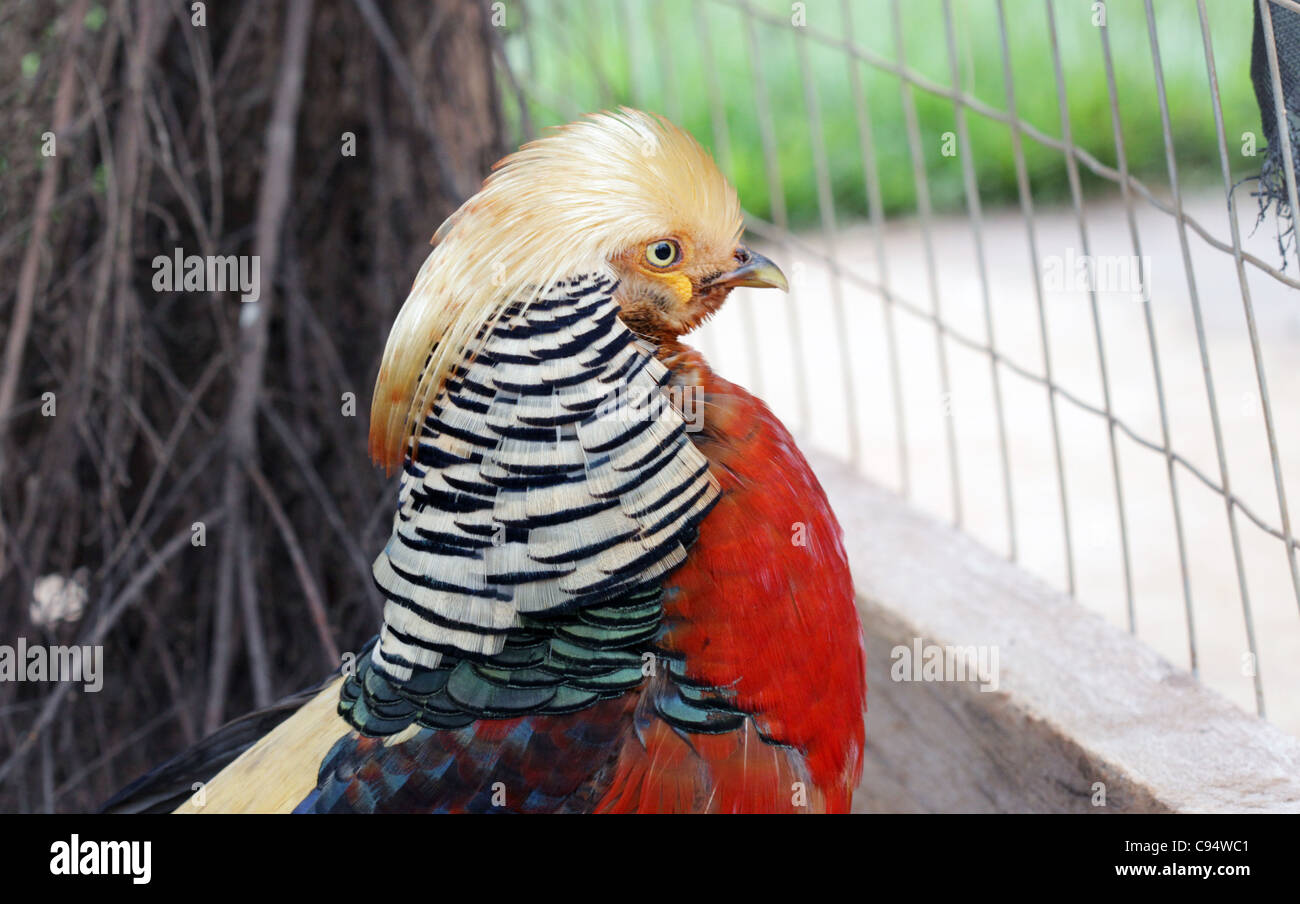 Golden pheasant (chrysolophus pictus) hi-res stock photography and ...