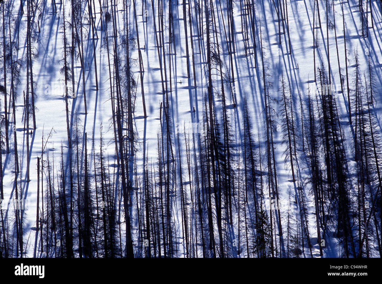 Burnt tree trunks from a forest fire create a pattern against white ...
