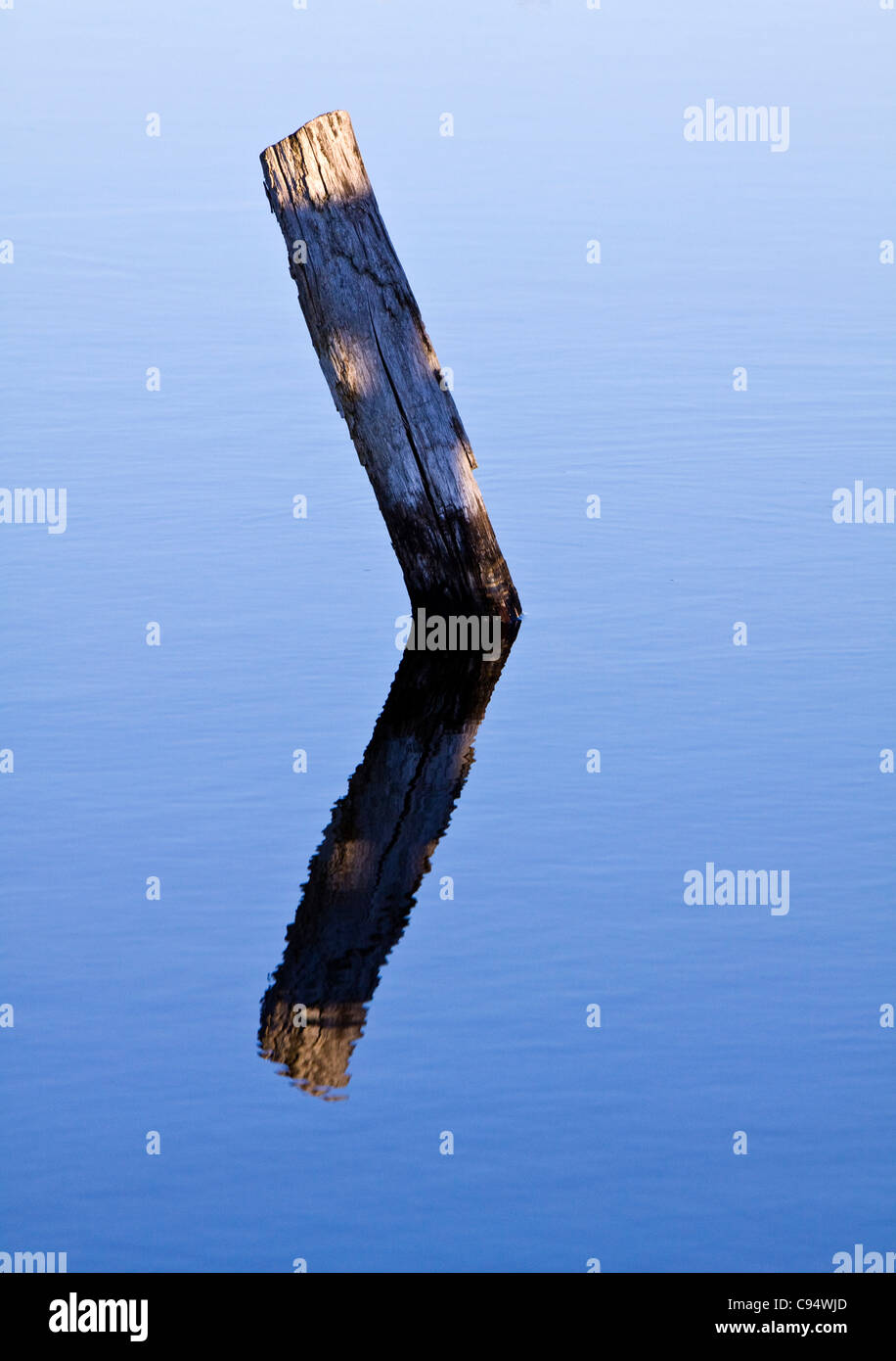 Water in tree stump hi-res stock photography and images - Alamy