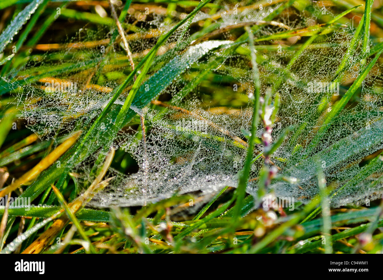 Cobweb detail hi-res stock photography and images - Alamy
