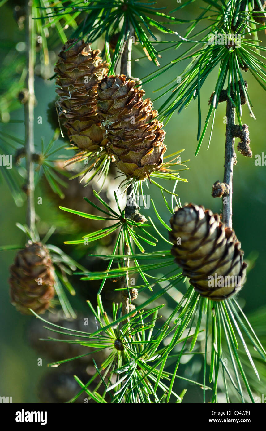 Cones structure hi-res stock photography and images - Alamy