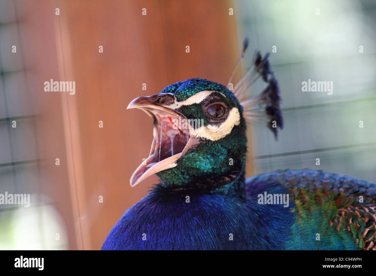 Screaming bird hi-res stock photography and images - Alamy