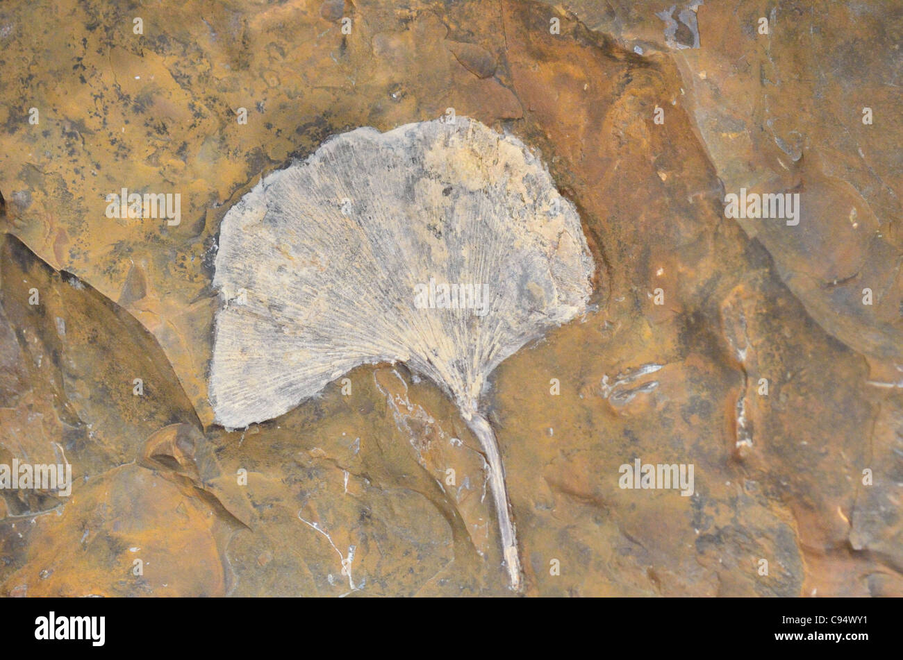 A well preserved ginkgo leaf imprint in mudstone Stock Photo - Alamy