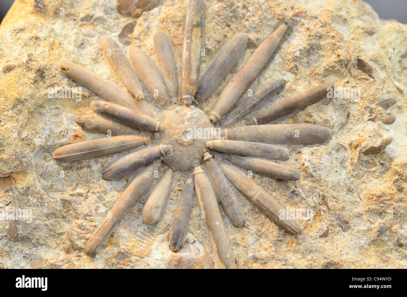 A well preserved sea urchin (Delocrinus sp.) fossil in limestone matrix ...
