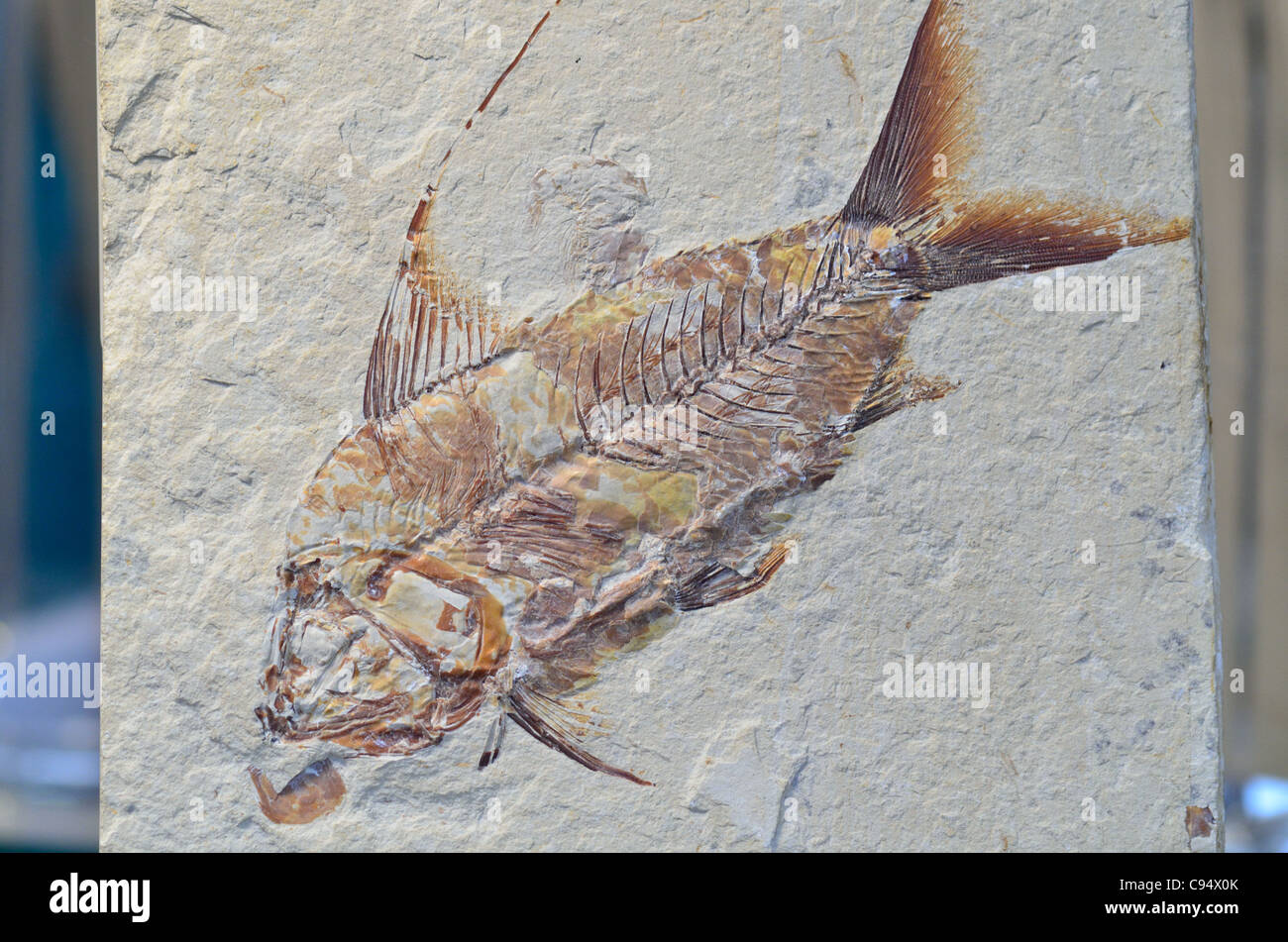 Fish fossil rock hi-res stock photography and images - Alamy