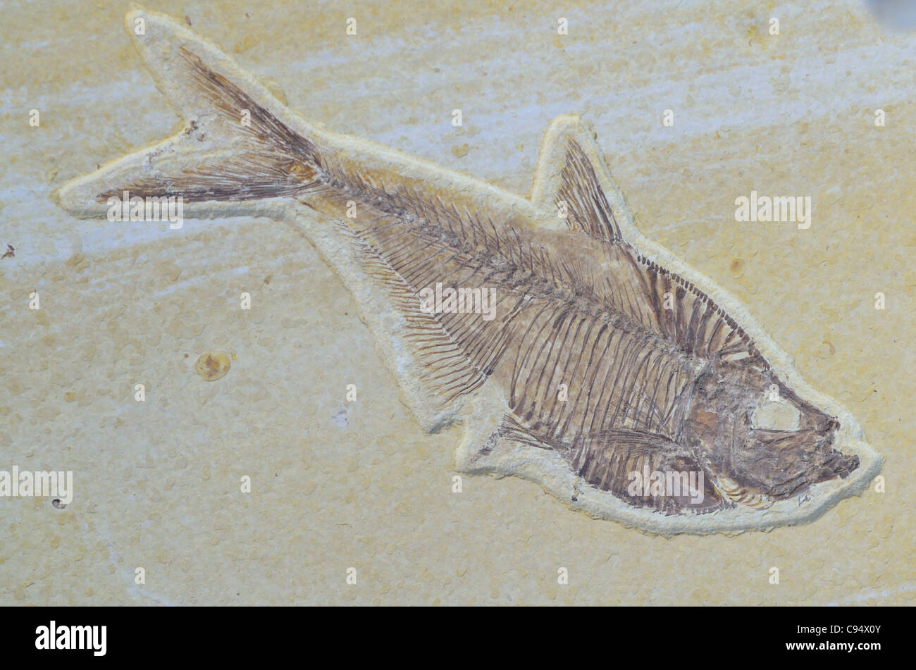 Fossil fish Diplomystus humilis of Eocene age from Green River ...