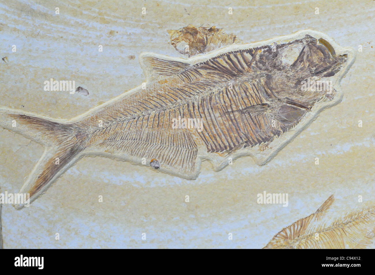 Fossil fish Diplomystus humilis of Eocene age from Green River ...