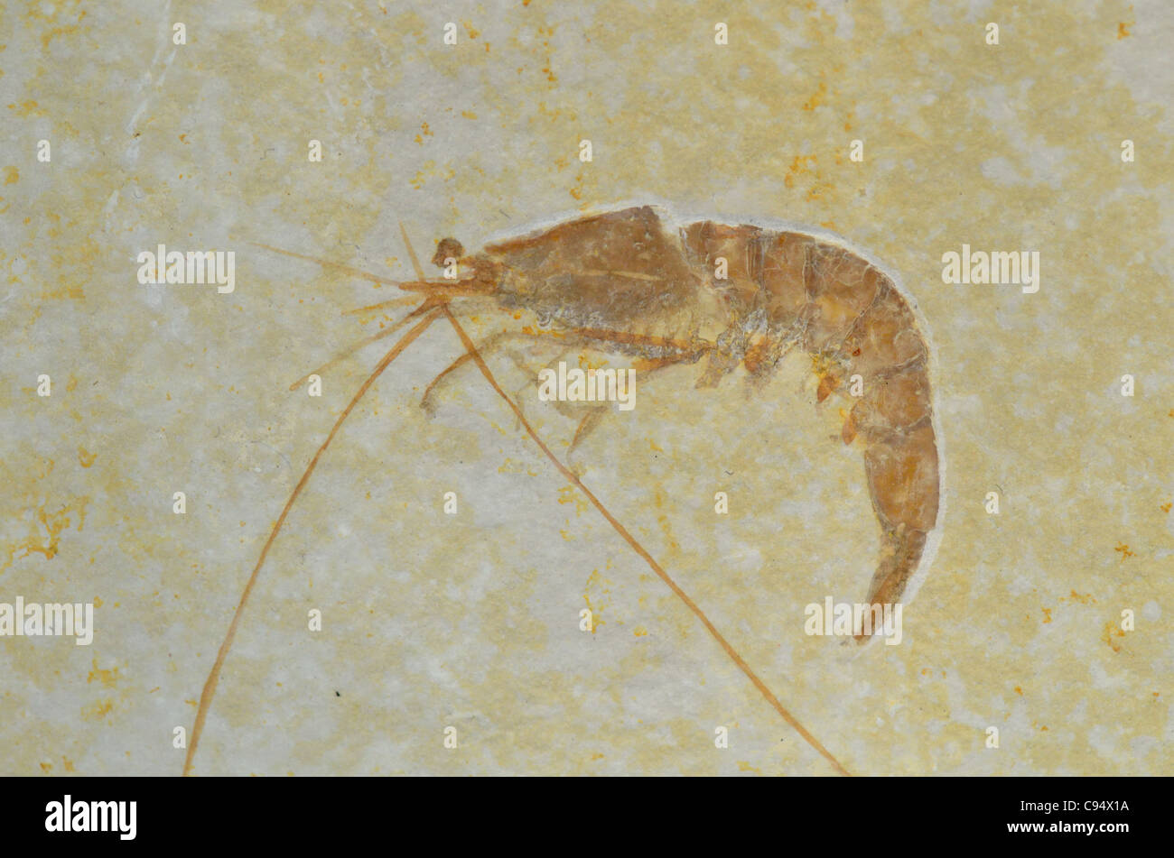 Fossil limestone matrix hi-res stock photography and images - Alamy