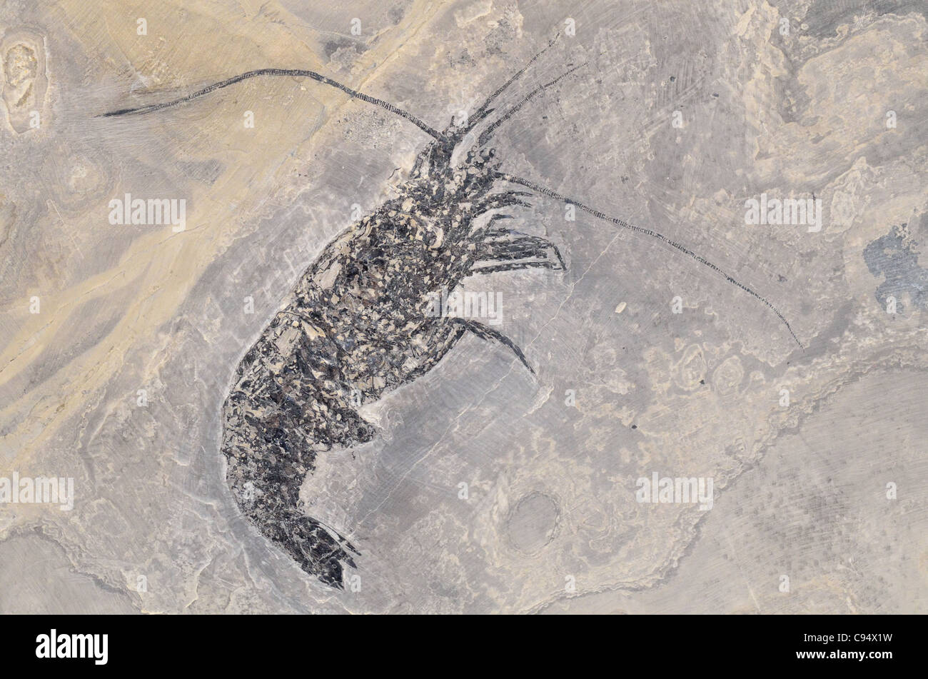 A shrimp fossil preserved in limestone matrix Stock Photo - Alamy