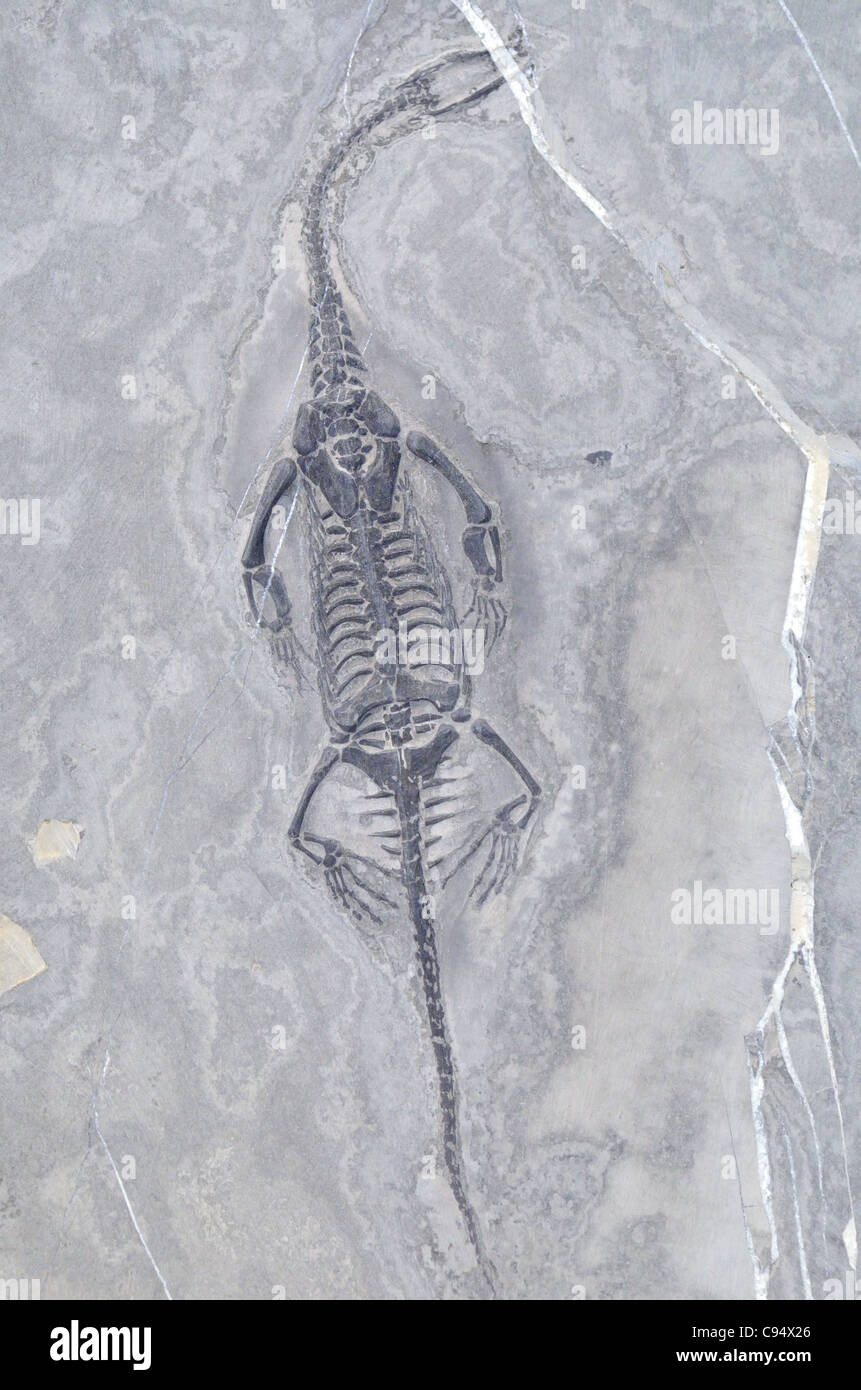 Fossil of a small reptile Keichousaurus hui of Triassic age from ...