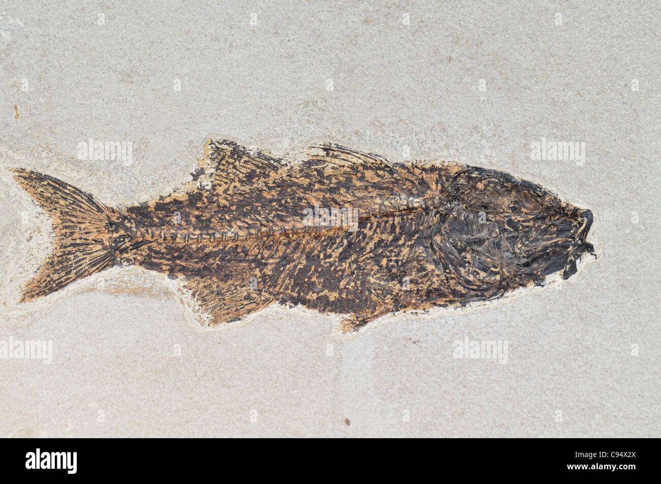 Fossil fish Eohiodon falcatus of Eocene age from Green River Formation ...