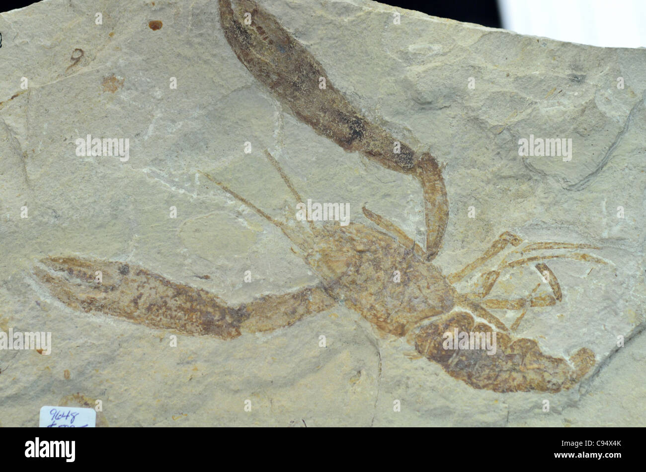 Fossil lobster Homarus sp. of Cretaceous age from Hakel, Lebanon Stock ...