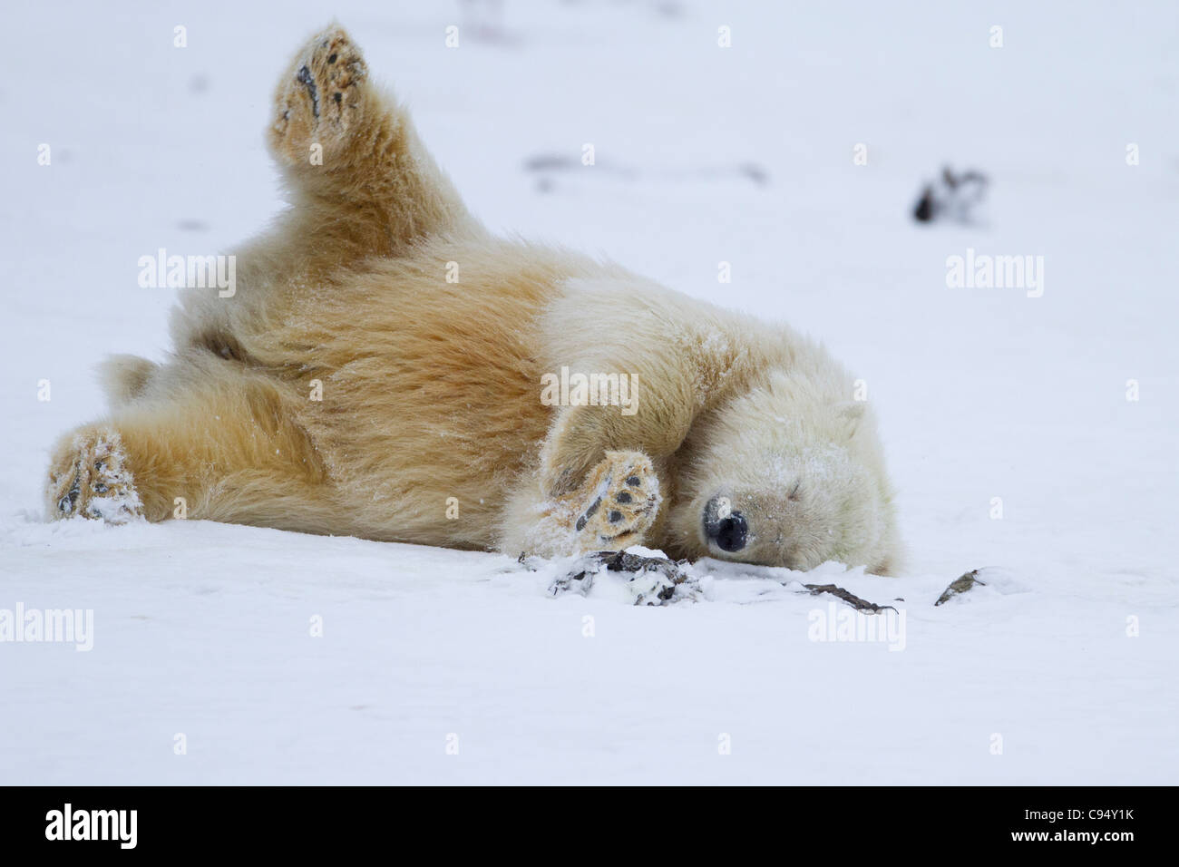 Polar Bear cub (Ursus maritimus) playfully rolling in snow in the Arctic, at Kaktovik, Alaska ...