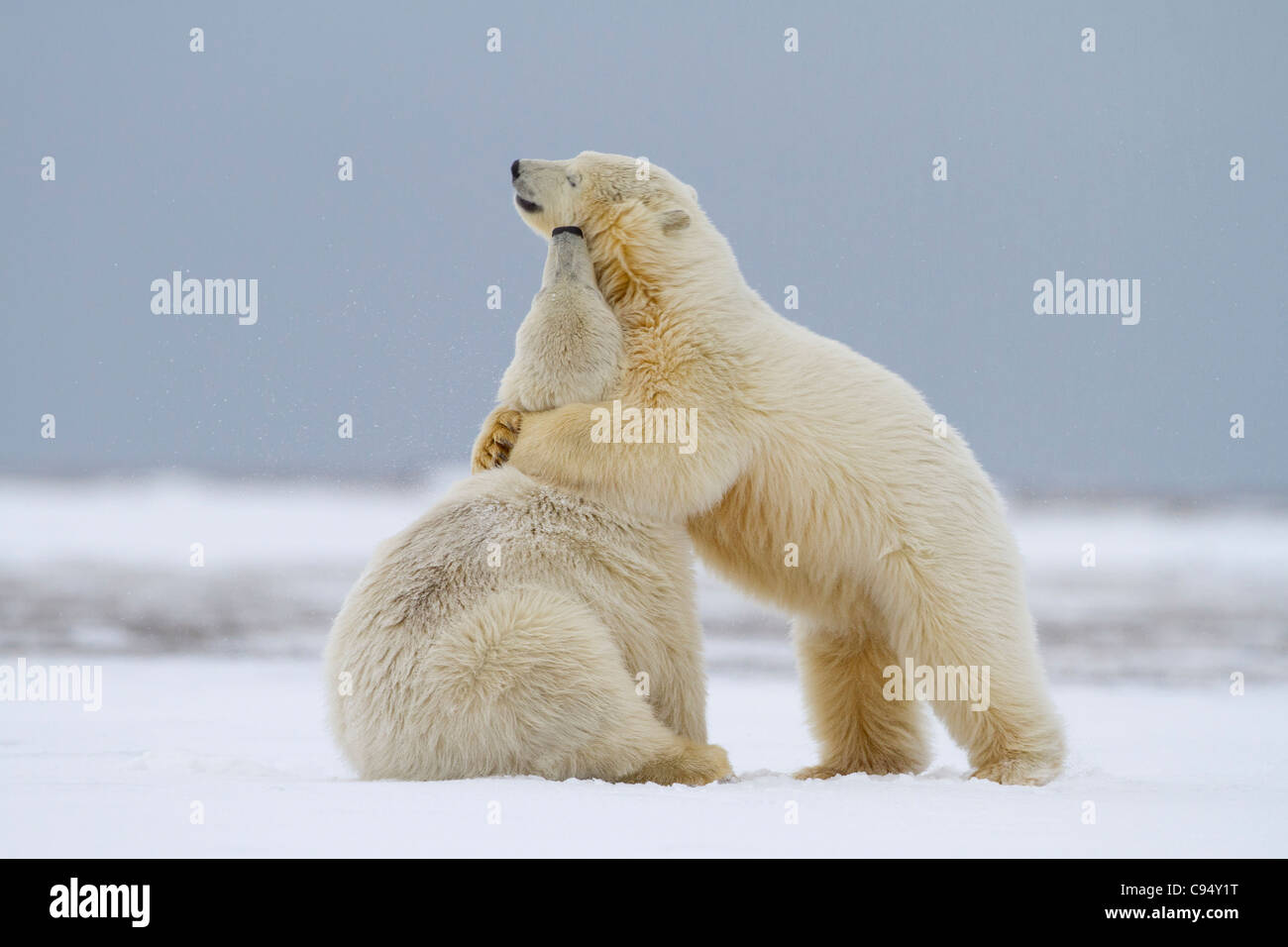 Two Polar Bear cubs (Ursus maritimus) playing in snow in the Arctic, one hugging the other, at ...