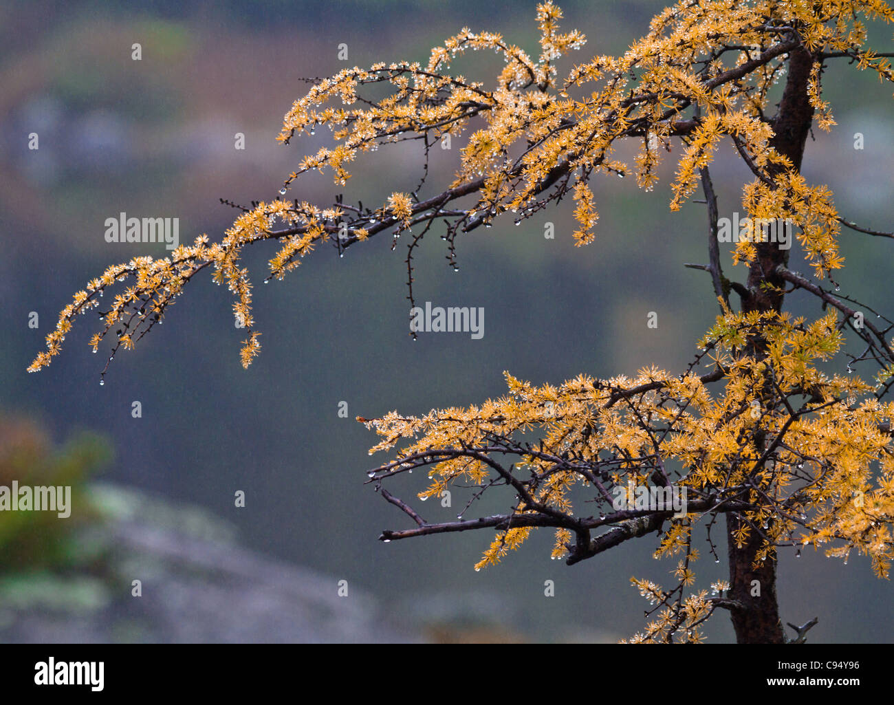 Golden tree branches in the rain at Baxter State Park, Maine, USA Stock ...