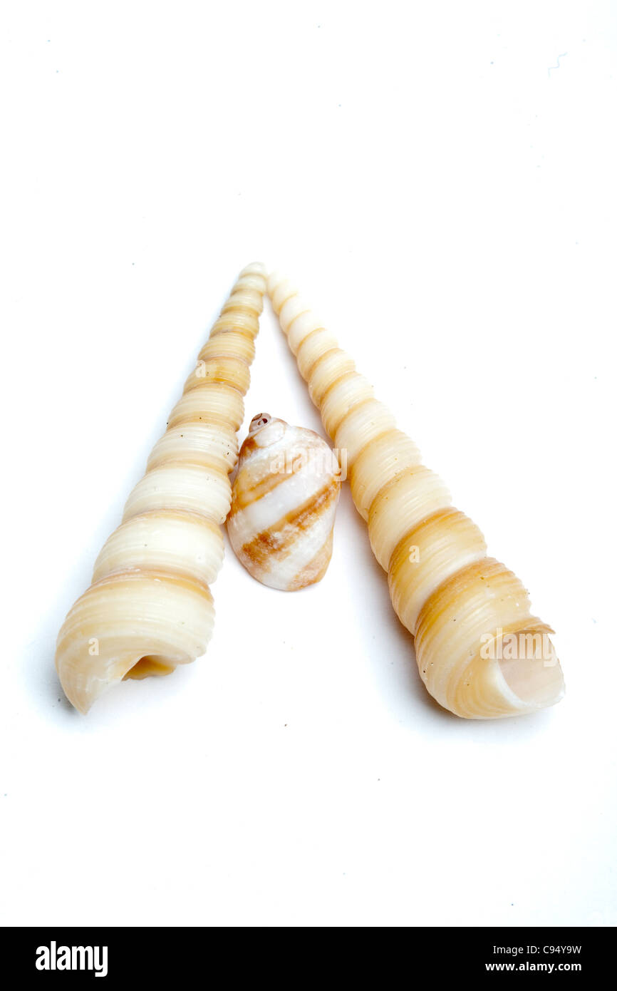 Letters with shells hi-res stock photography and images - Alamy
