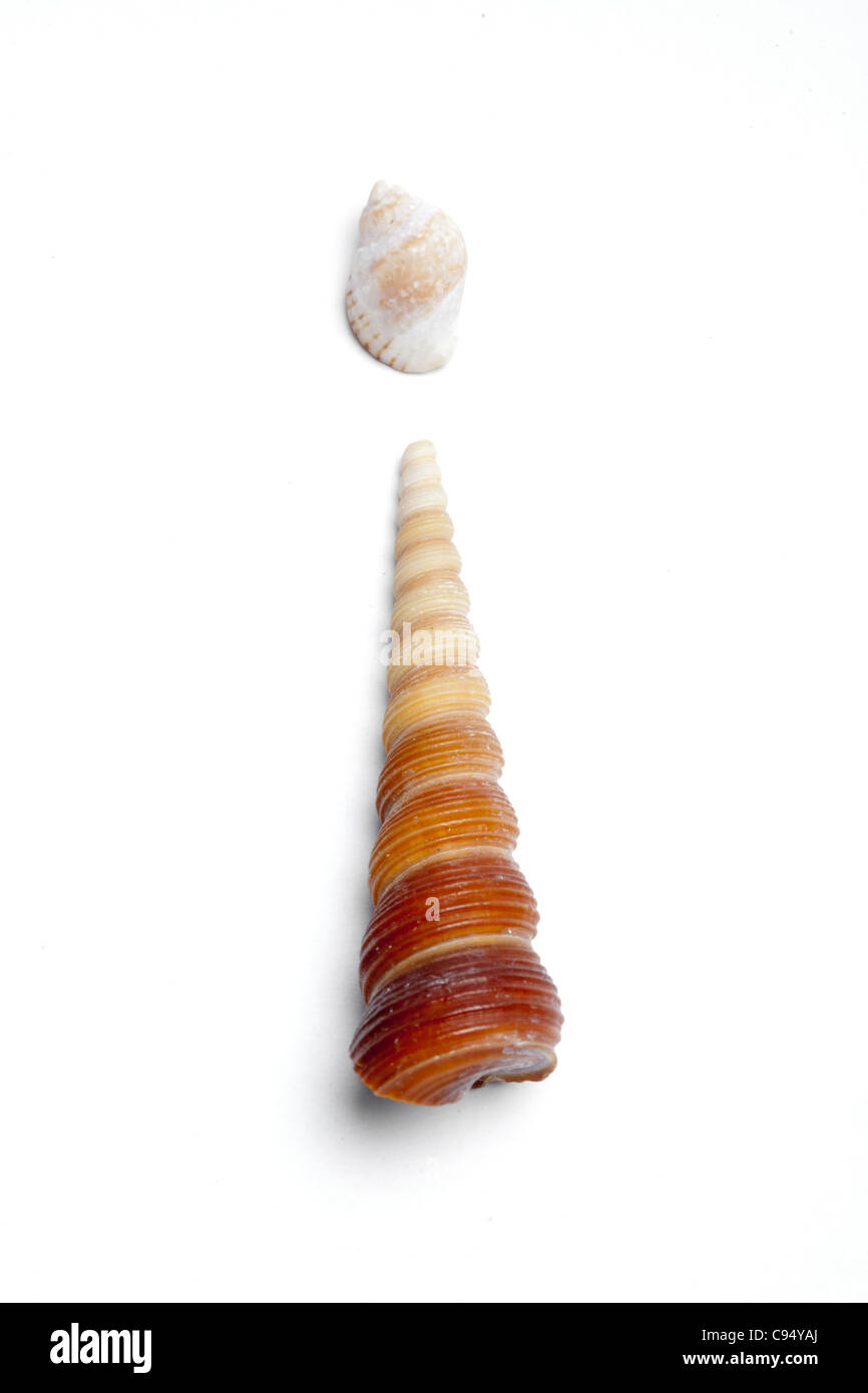 letter I made with sea shells Stock Photo - Alamy