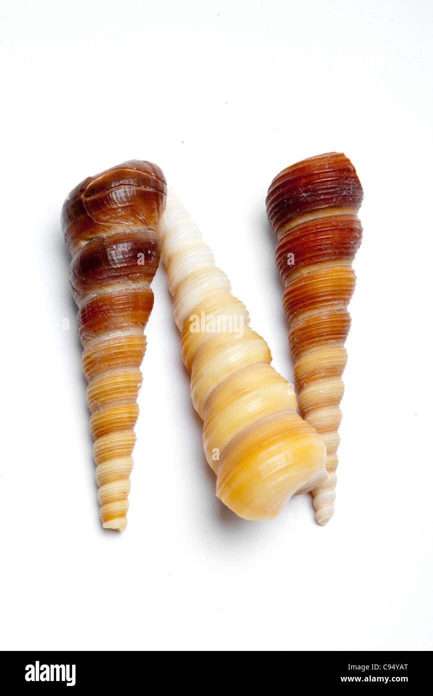 letter N made with sea shells Stock Photo - Alamy