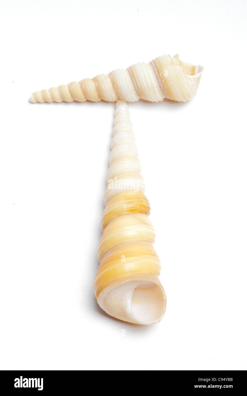 letter T made with sea shells Stock Photo - Alamy