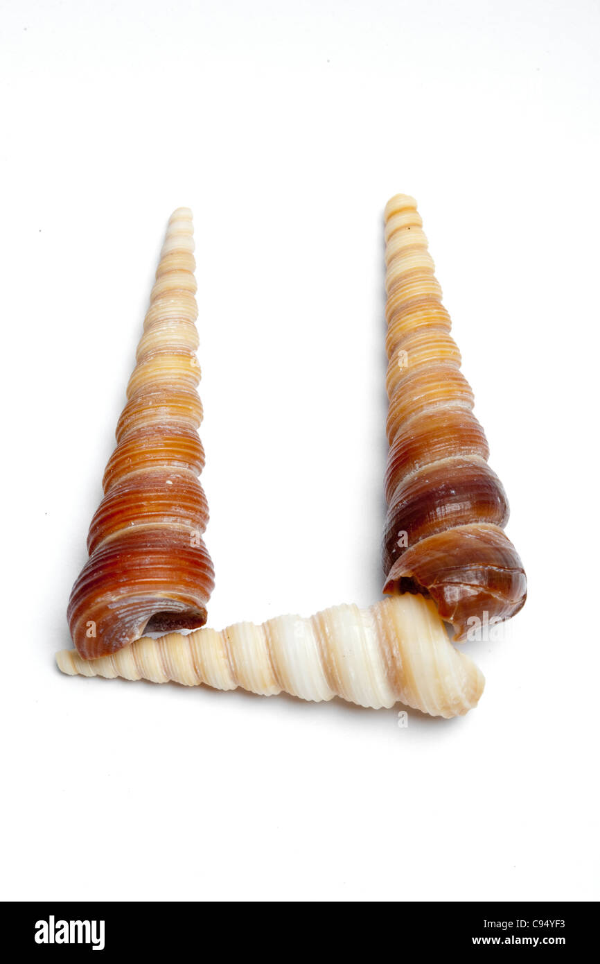 Letter shells Cut Out Stock Images & Pictures - Alamy