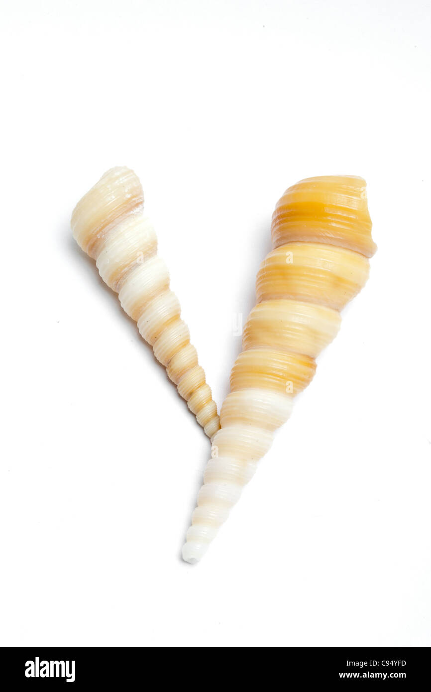 Sea shells hi-res stock photography and images - Alamy