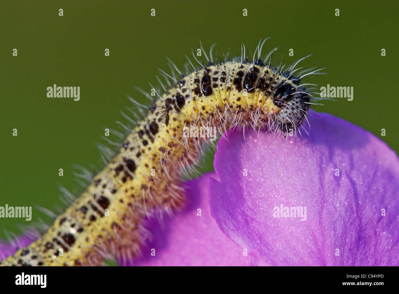 Caterpillar from Large white butterfly (Pieris brassicae Stock Photo ...