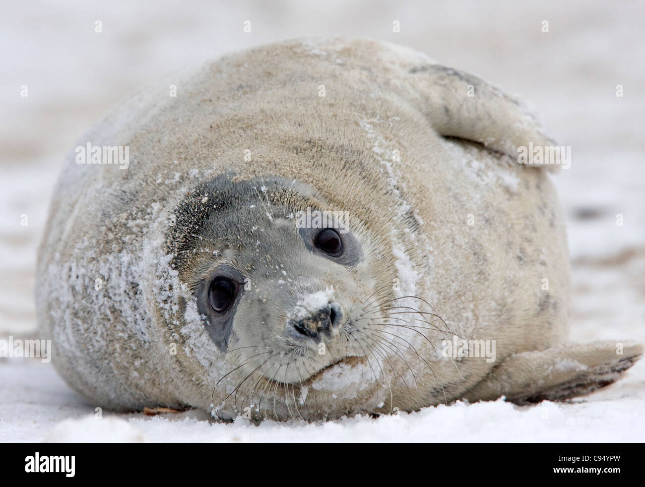 Baby Snow Seal High Resolution Stock Photography and Images - Alamy