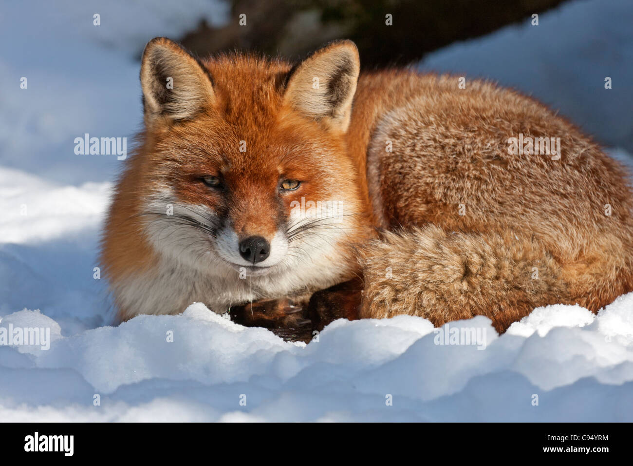 Red fox snow hi-res stock photography and images - Alamy